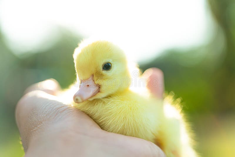 Little Yellow Duckling on Male Hands Stock Photo - Image of female ...