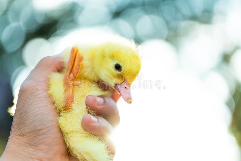 Little Yellow Duckling on Male Hands Stock Image - Image of blue, young ...