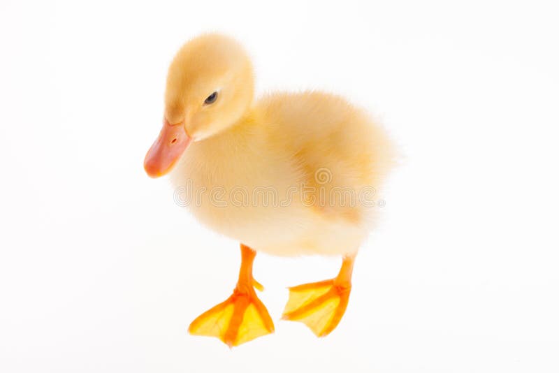Little yellow duckling stock photo. Image of life, isolated - 48857488