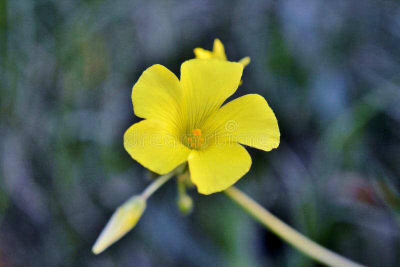 Little yellow flower stock image. Image of sunlight, yellow - 31857605