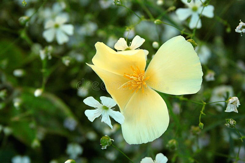 Little yellow flower stock image. Image of wind, flying - 164959699