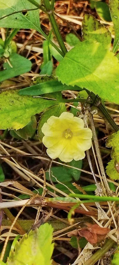 Little Yellow Flower Part Five Stock Image - Image of yellow, flower ...