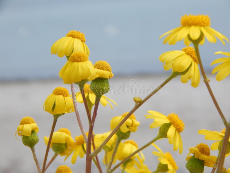 Little Yellow Flower in Spring on Beach Stock Image - Image of beach ...