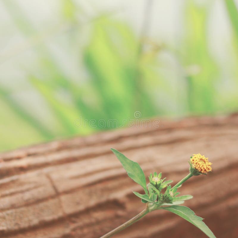 Little Yellow Flower on Wood Stock Image - Image of plants, field: 46266333