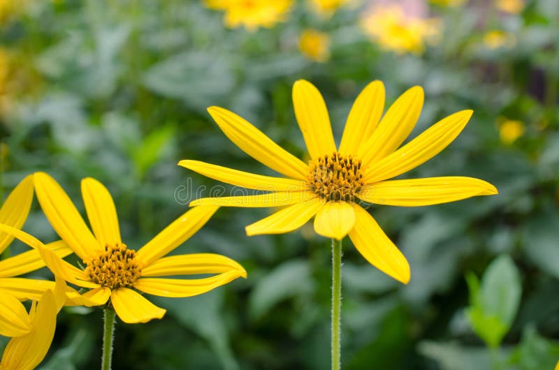 Little yellow flowers stock image. Image of nature, fresh - 50683787