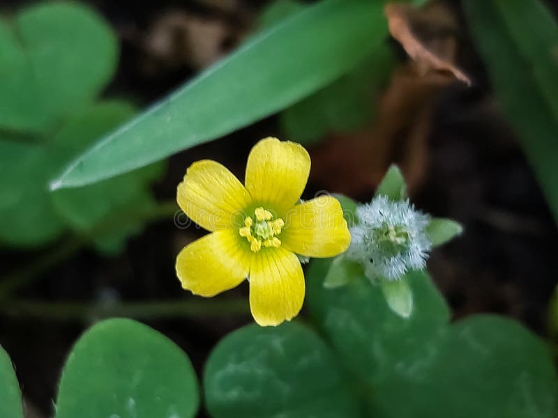 Little Yellow Flowers with Five Little Petals Stock Photo - Image of ...