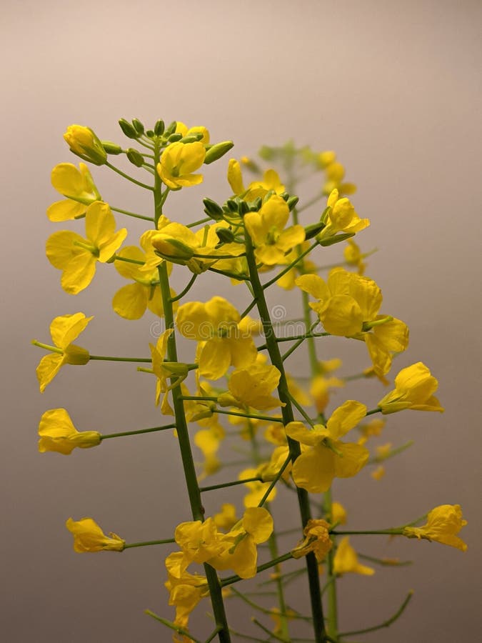 Little Yellow Flowers of Ornamental Cabbage Stock Image - Image of ...