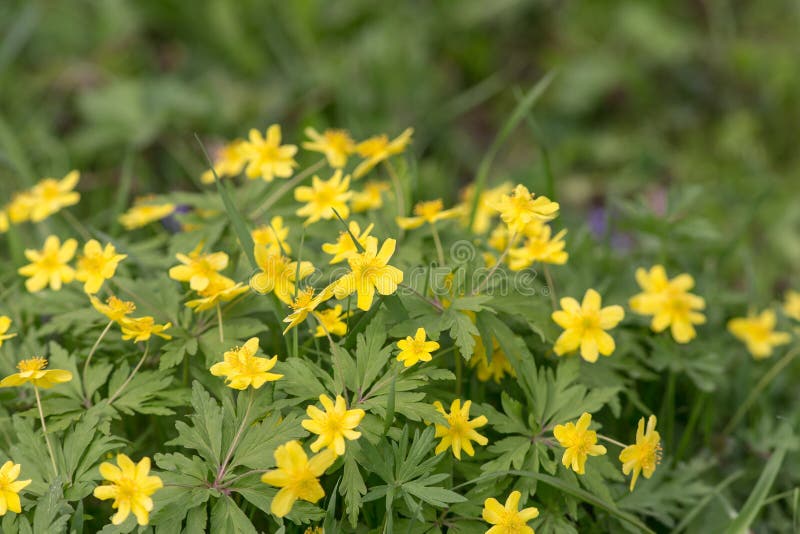 Little yellow flowers stock image. Image of leaf, plant - 106305579