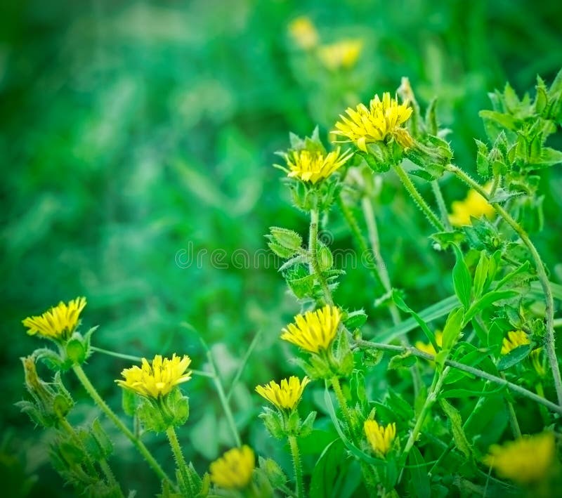 Little yellow flowers stock photo. Image of green, field - 36244384