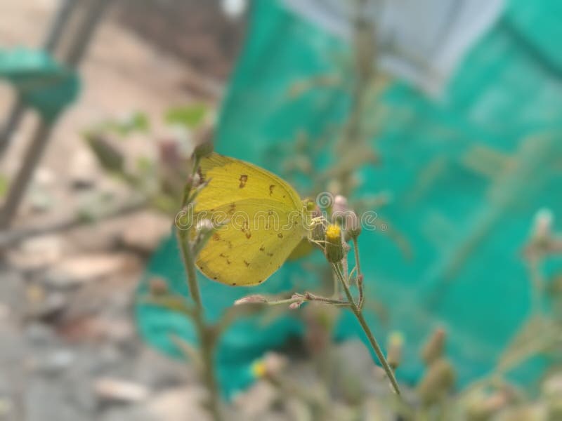 Yellow Flutterfly Stock Photos - Free & Royalty-Free Stock Photos from ...