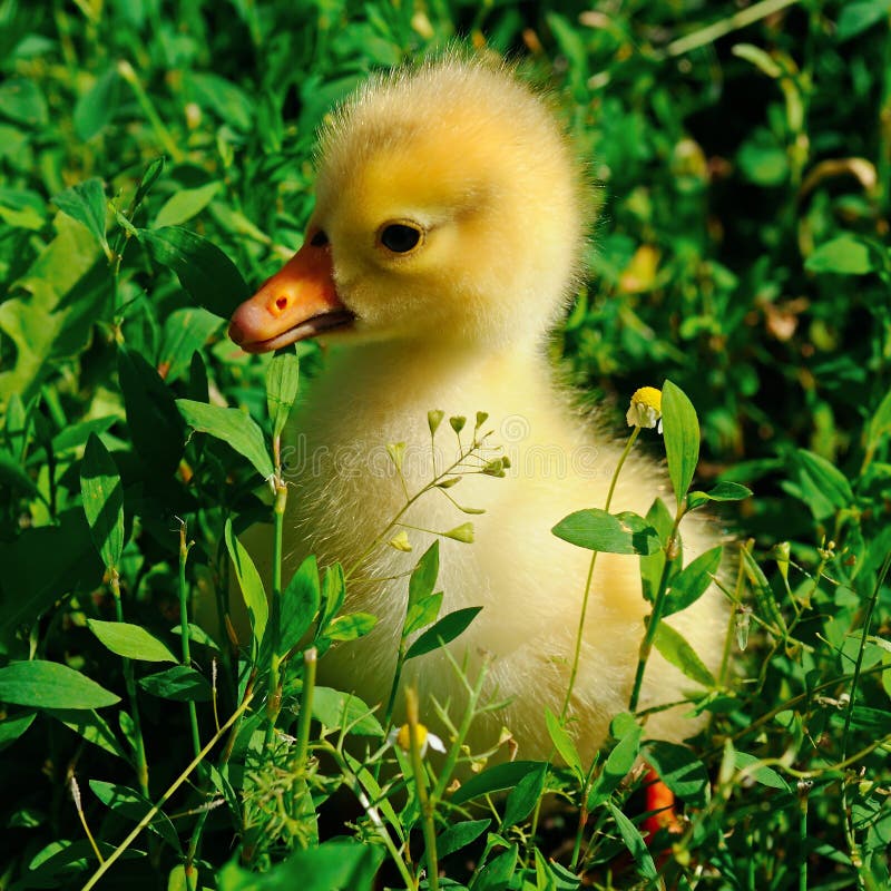 Little Yellow Goose on Green Lawn Stock Image - Image of farming ...