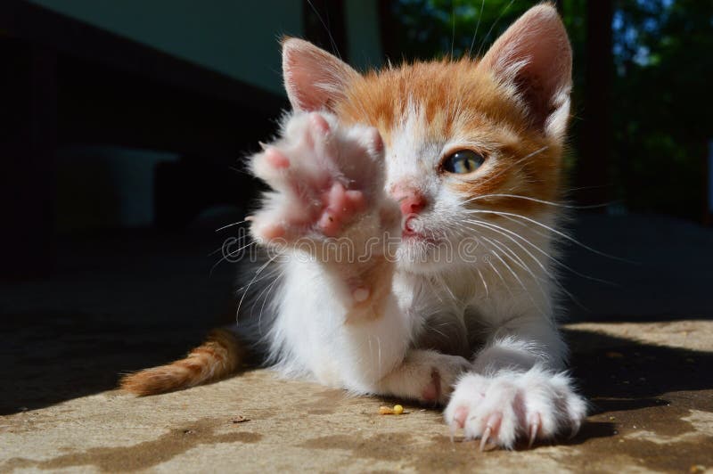 Little Yellow Kitten Stretches Stock Image - Image of yellow, stretches ...