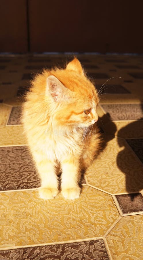A Little Yellow Kitten Walks Inside the House Stock Image - Image of ...