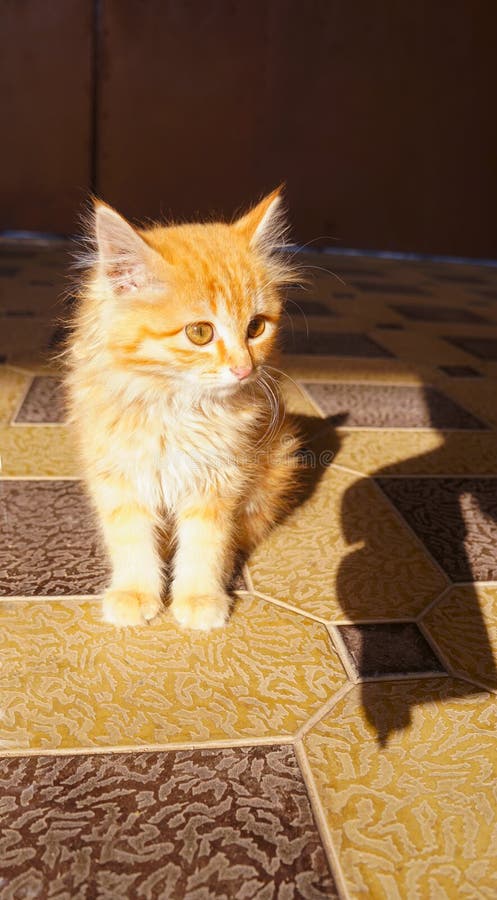 A Little Yellow Kitten Walks Inside the House Stock Photo - Image of ...