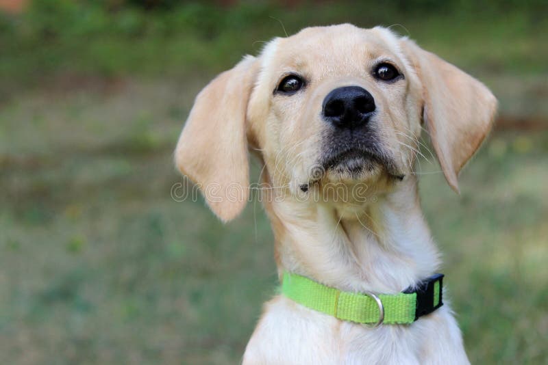 Little Yellow Lab Puppy stock photo. Image of friendly - 58954346