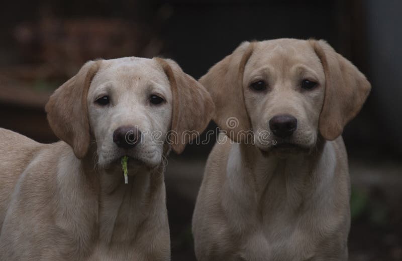 Little Yellow Labrador Puppies Aged 5 Months Stock Image - Image of ...