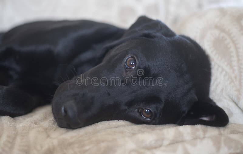 Little Yellow Labrador Puppy on a Chair Stock Image - Image of ...