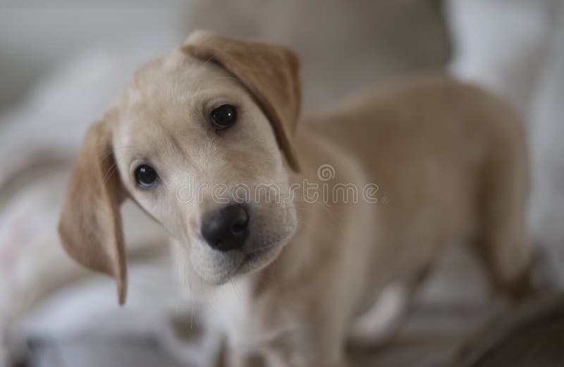 Little Yellow Labrador Puppy Looking Stock Photo - Image of carnivore ...