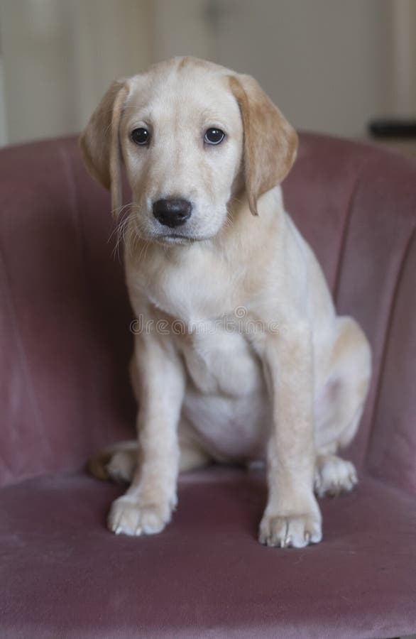 Little Yellow Labrador Puppy Looking Stock Image - Image of nose ...