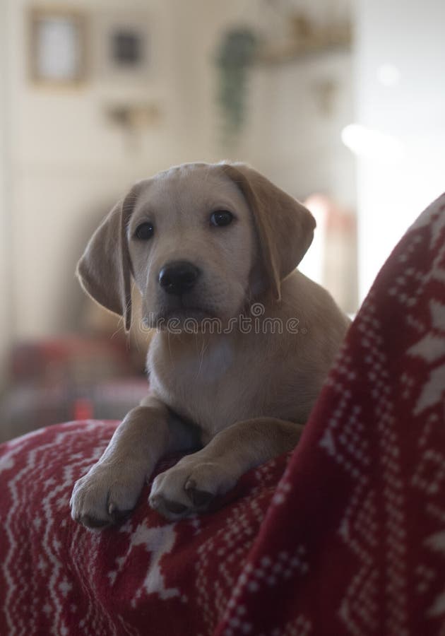 Little Yellow Labrador Puppy Looking Stock Image - Image of hound, nose ...