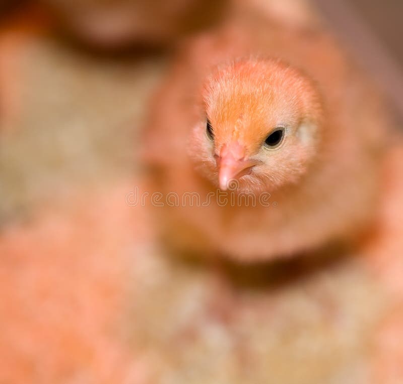 Little Yellow And Orange Fuzzy Chick Stock Photo - Image of furry ...