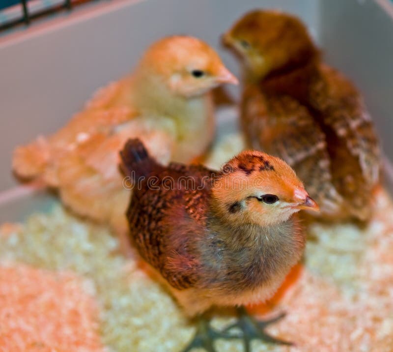 Little Yellow and Orange Fuzzy Chick Stock Image - Image of feather ...
