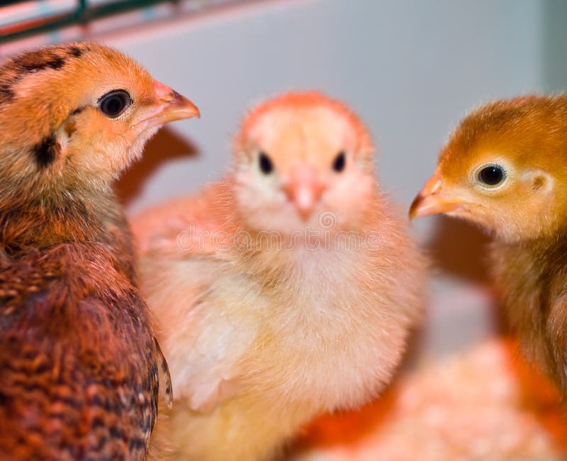 Little Yellow and Orange Fuzzy Chick Stock Image - Image of chicken ...
