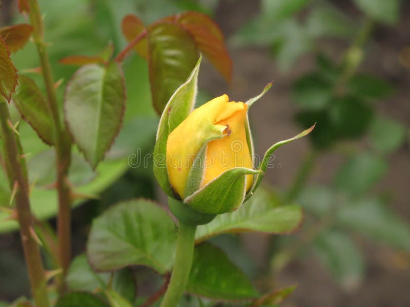 Little yellow rose stock image. Image of bright, small - 77866131