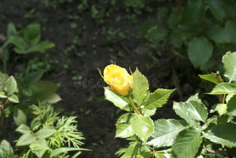 Little yellow rose stock image. Image of shot, beautiful - 94818219