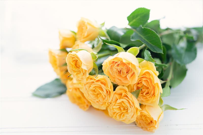 Little Yellow Roses stock image. Image of blooming, roses - 209300339