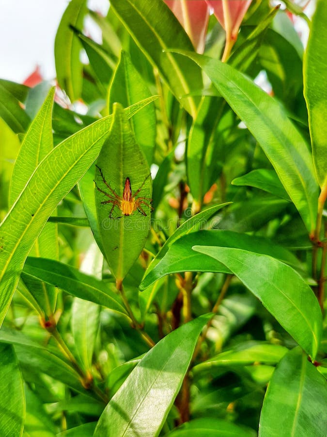 Little Yellow Spider Hanging on the Back of Green Leave Stock Image ...