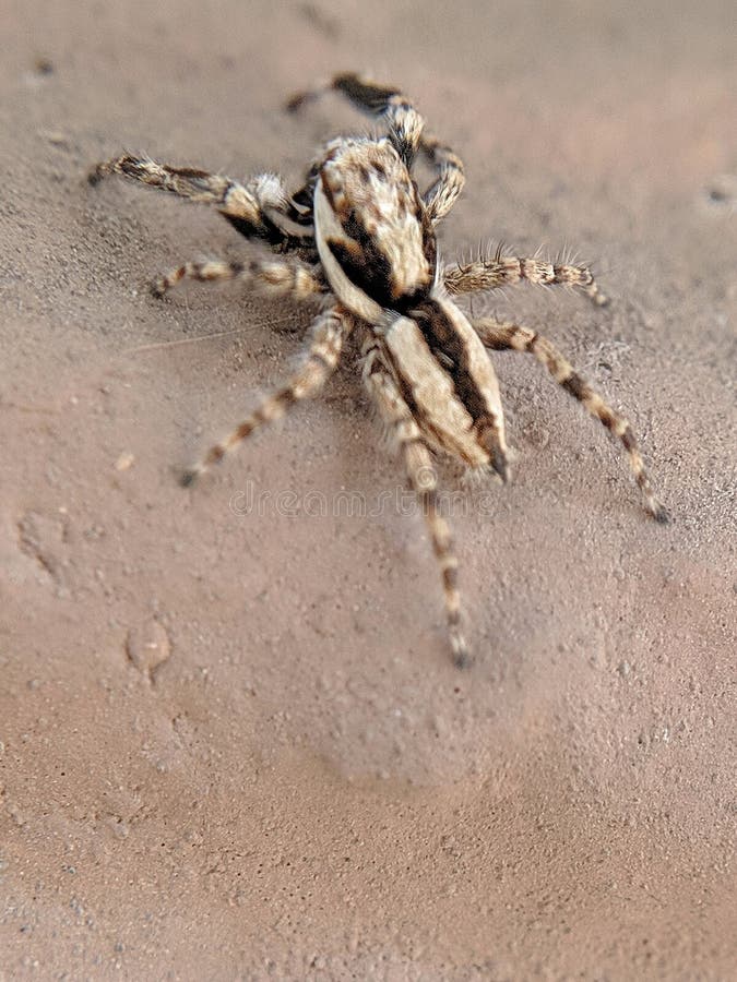 Spider on the sand stock image. Image of brazil, wild - 83949575