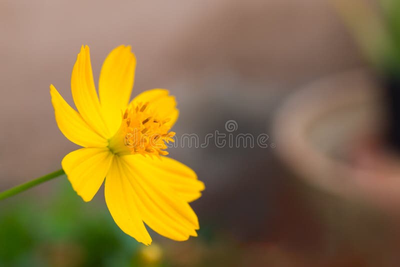 Little yellow star flower stock photo. Image of close - 66472408