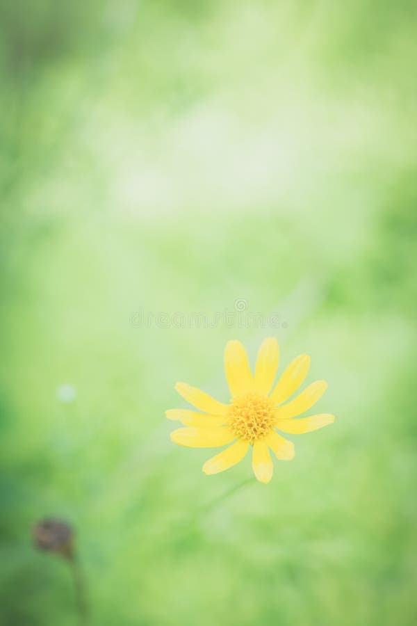 Little Yellow Star Flower in Soft Focus Stock Photo - Image of macro ...