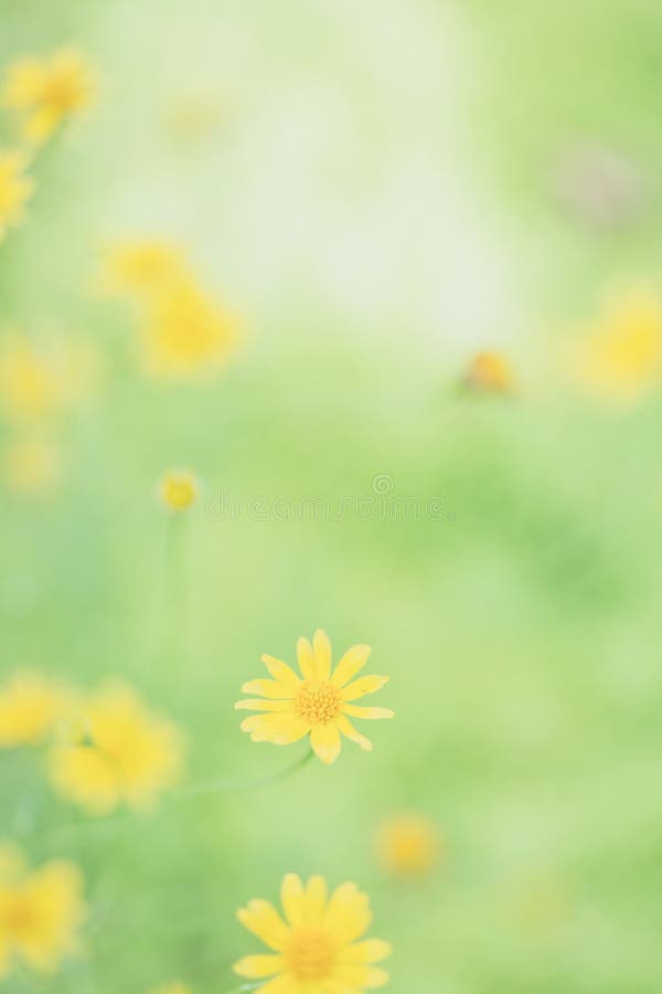 Little Yellow Star Flower in Soft Focus Stock Photo - Image of blossom ...