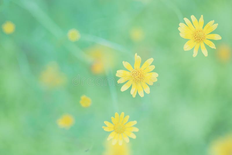 Little Yellow Star Flower in Soft Focus Stock Image - Image of botany ...
