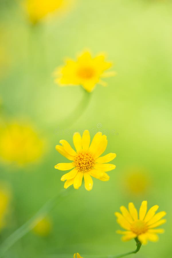 Little Yellow Star Flower in Soft Focus Stock Image - Image of summer ...