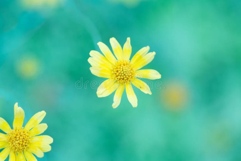 Little Yellow Star Flower in Soft Focus Stock Image - Image of blossom ...