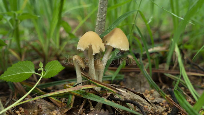 Yellow Toadstools stock photo. Image of grass, macro - 31346406