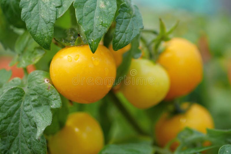 Little Yellow Tomatoes Grow in Hothouse Stock Image - Image of ...