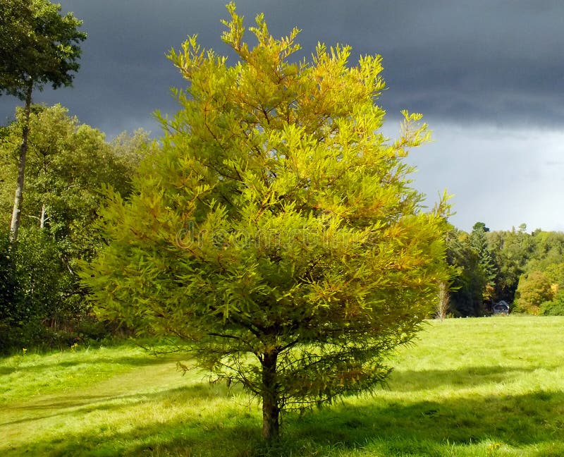 Little Yellow Tree stock image. Image of tree, branch - 93228539