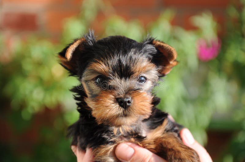 Little yorkie stock photo. Image of holding, young, puppy - 15038996