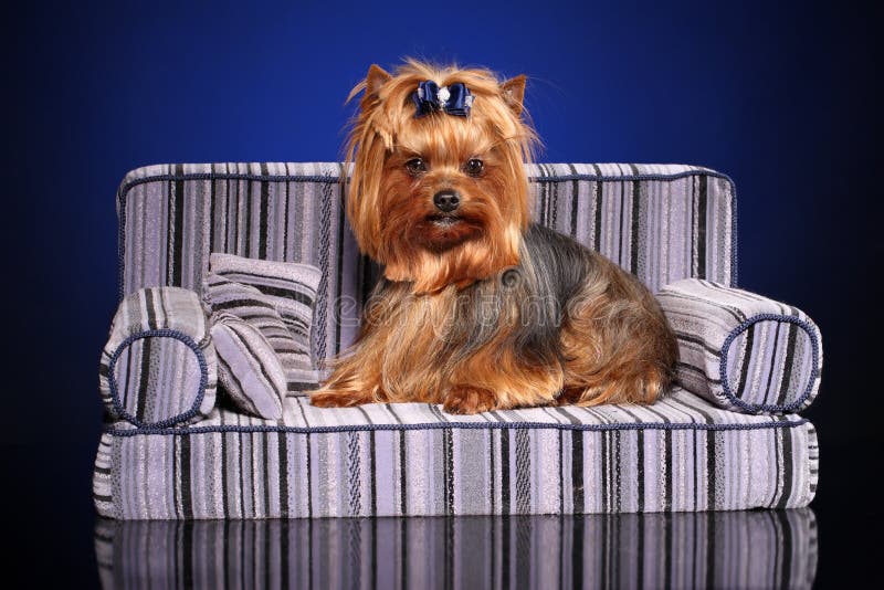 Little yorkie dog on couch stock photo. Image of terrier - 127330506