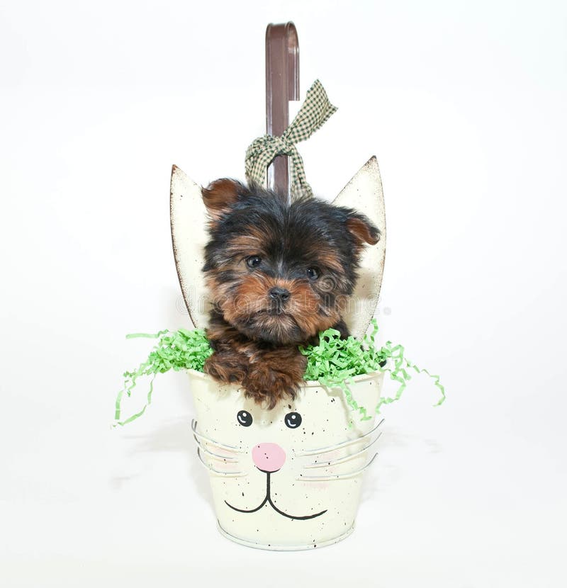 Easter Yorkie Puppy stock photo. Image of basket, canine - 29882244