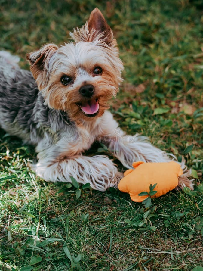 Little Yorkshire Terrier Posing an Grass Stock Photo - Image of nature ...