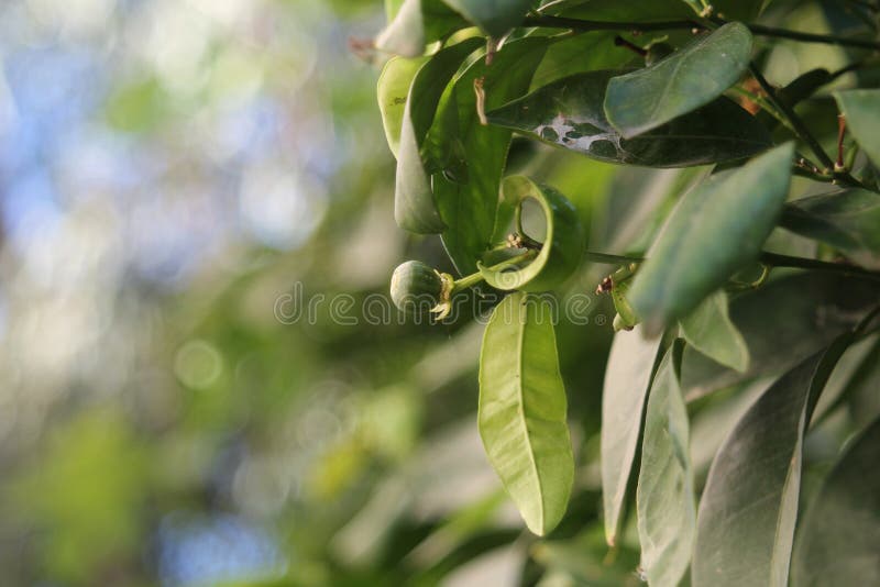 Little Young Orange on a Tree Stock Image - Image of growing, blurred ...