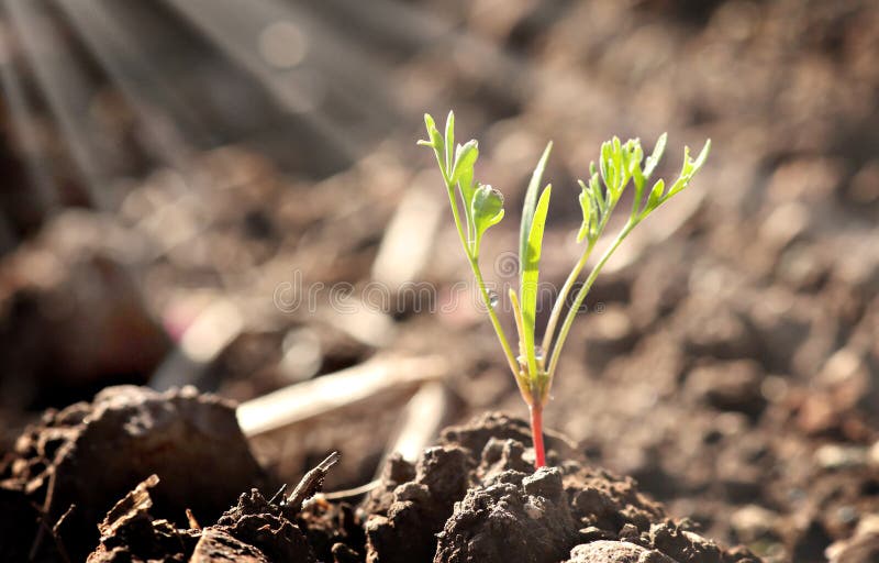 Little young plant sprout stock image. Image of garden - 18076271