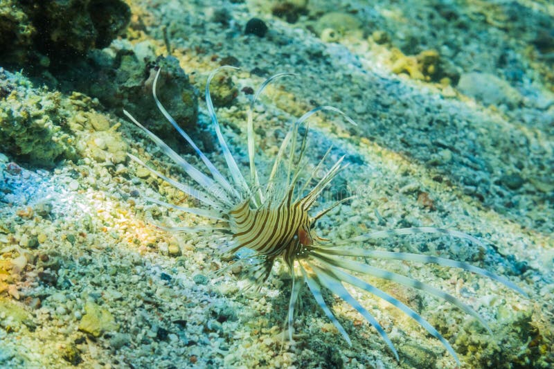 Little Young Radial Firefish Hovering on the Seabed during Snorkeling ...