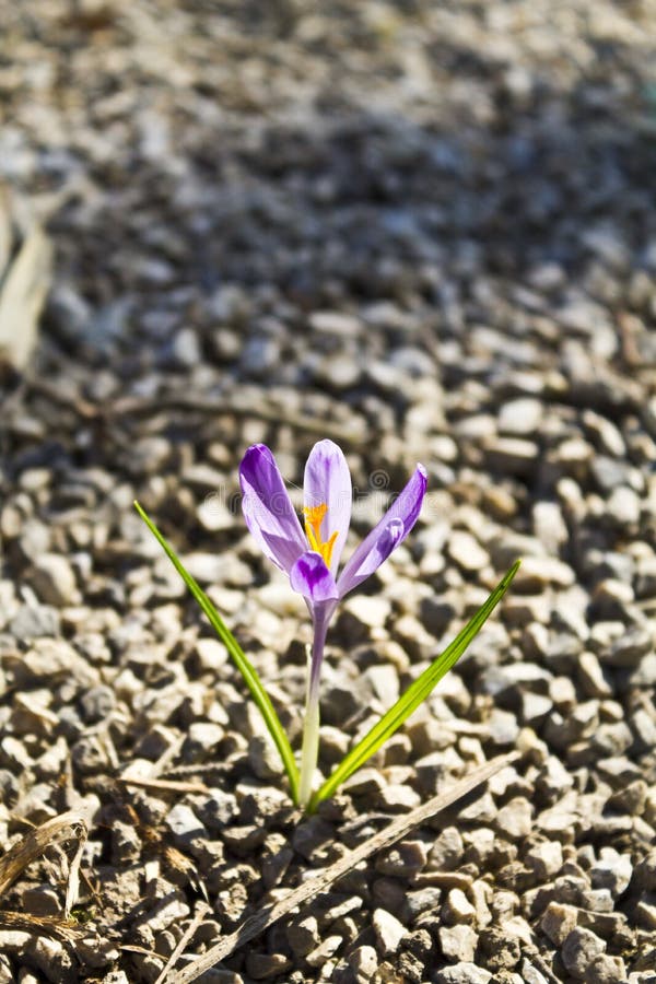 Little young saffron stock photo. Image of green, lilac - 51763308