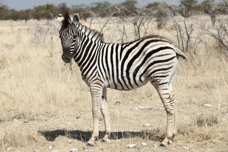 Little Zebra Portrait Namibia Stock Photo - Image of mother, black ...